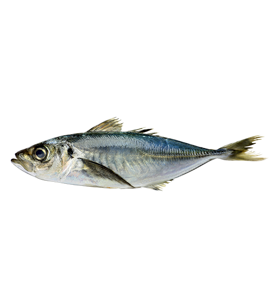 Frozen Jack Mackerel - Camanchaca
